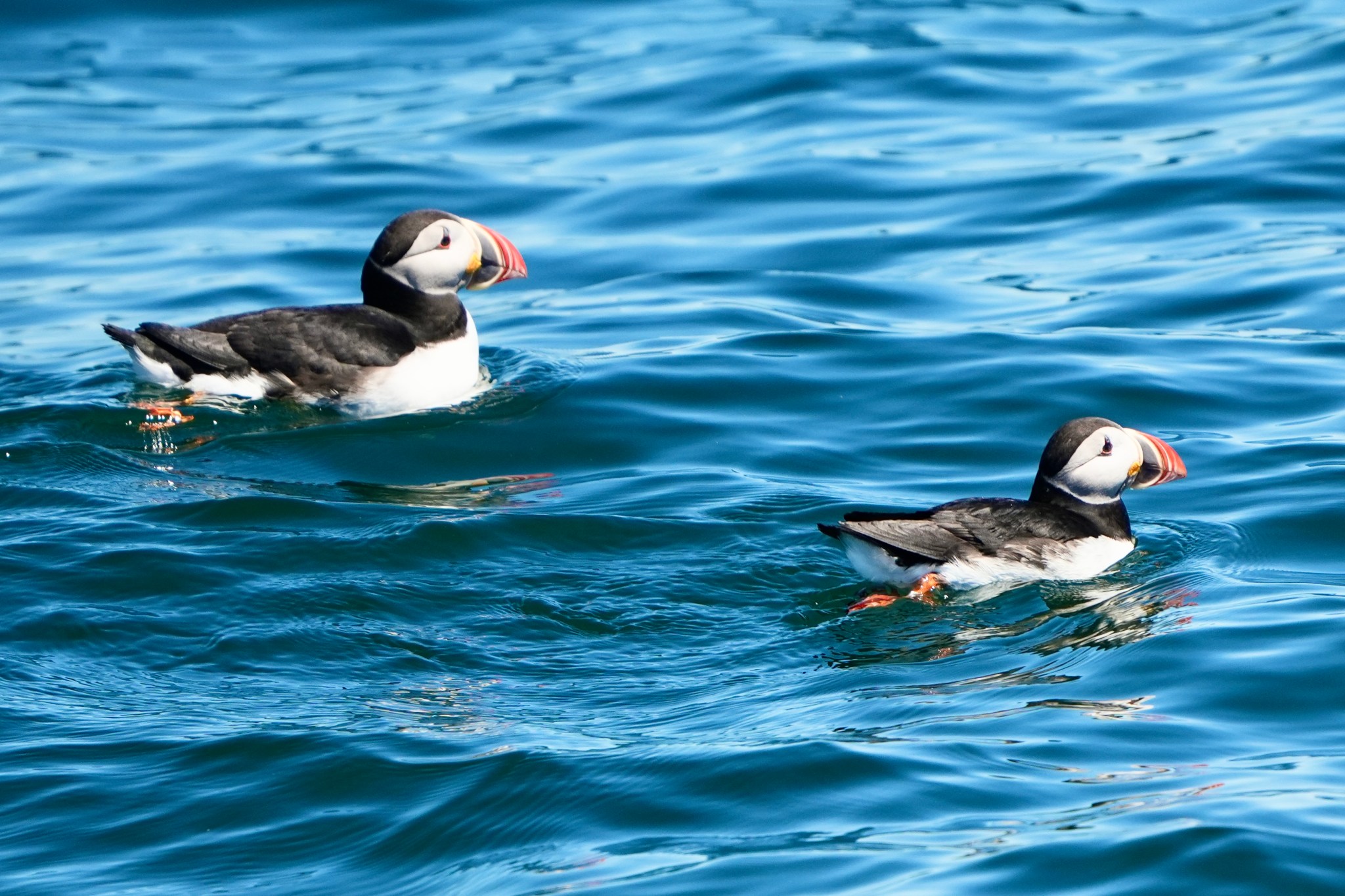 Twitching the Puffin Itch – BaldBrady’s Blog
